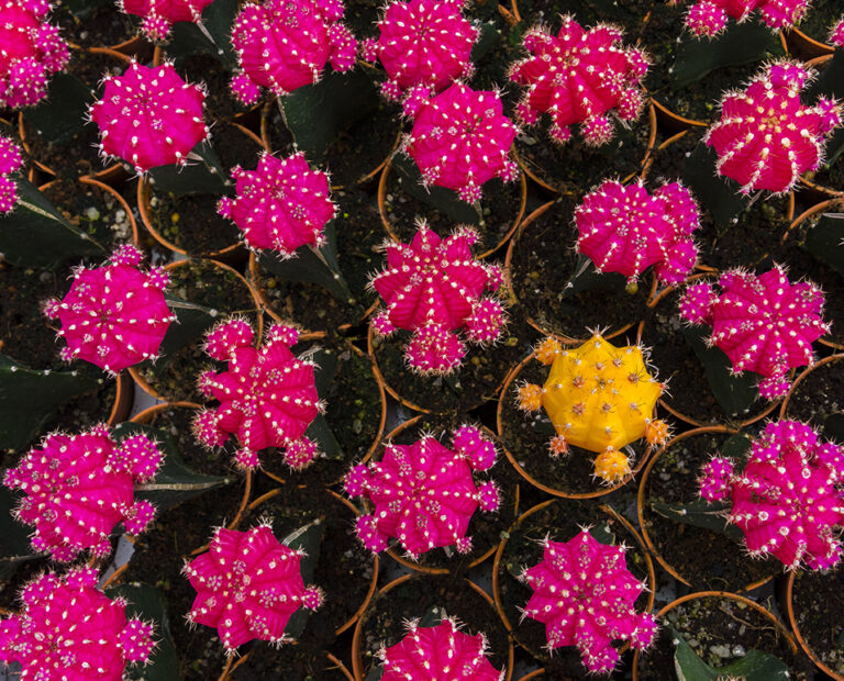 Stand out in the market with mobile billing tools that do the heavy lifting - Giacom